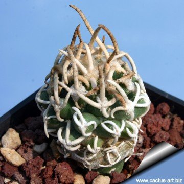 Pediocactus peeblesianus f. menzelii