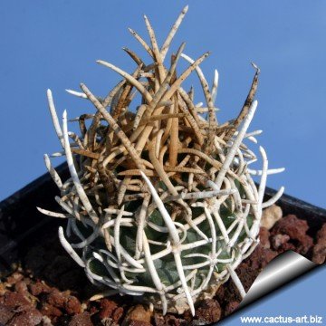 Pediocactus peeblesianus f. menzelii