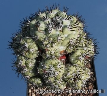 Ortegocactus macdougallii