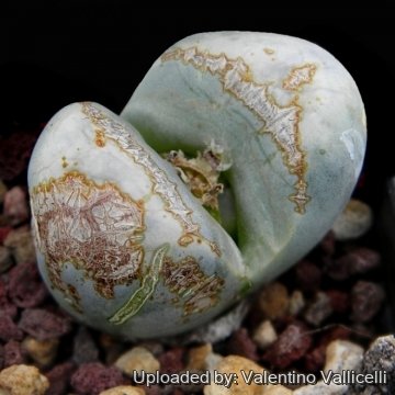 Lithops meyeri