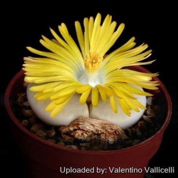 Lithops pseudotruncatella subs. groendrayensis C244 TL: 50 km S of ...