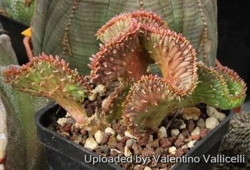 Euphorbia flanaganii f. cristata (brach cristation)