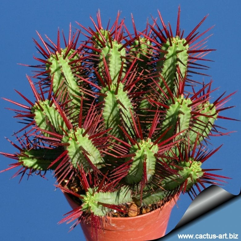 Euphorbia Red Spines