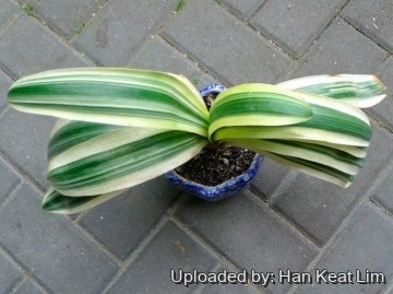Clivia miniata f. variegata cv. Chinese Five Color Orchid