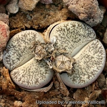 Lithops lesliei C352 45 km E of Pietersburg, South Africa