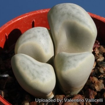 Lithops meyeri