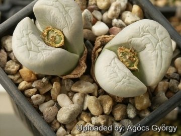Lithops meyeri