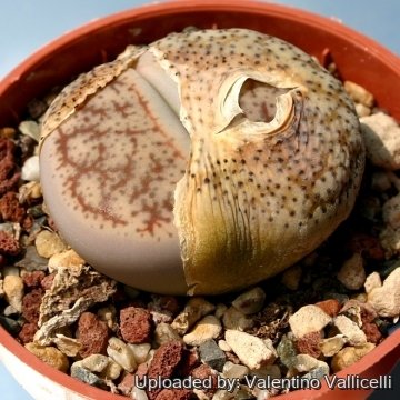 Lithops pseudotruncatella subs. groendrayensis C244 TL: 50 km S of ...