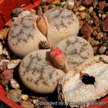 Lithops pseudotruncatella subs. groendrayensis C244 TL: 50 km S of ...