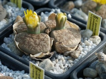 Lithops pseudotruncatella subs. groendrayensis C244 TL: 50 km S of ...