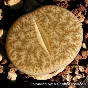 Lithops pseudotruncatella subs. groendrayensis C244 TL: 50 km S of ...