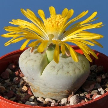 Lithops pseudotruncatella subs. groendrayensis C244 TL: 50 km S of ...