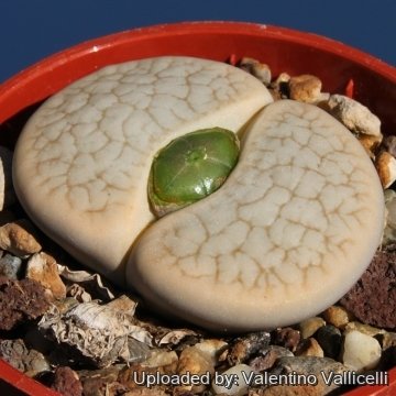 Lithops pseudotruncatella subs. groendrayensis C244 TL: 50 km S of ...