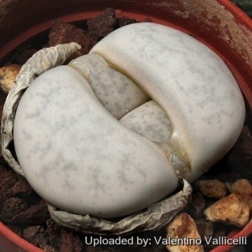 Lithops pseudotruncatella subs. groendrayensis C244 TL: 50 km S of ...