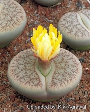 Lithops pseudotruncatella subs. groendrayensis C244 TL: 50 km S of ...