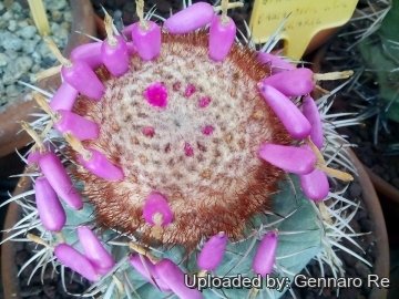Melocactus azureus f. cristatus